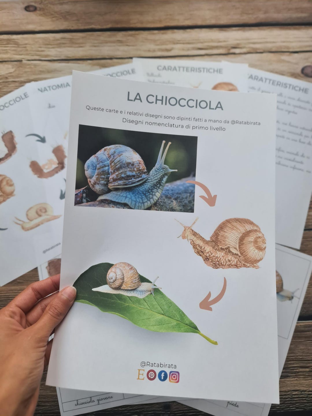 CHIOCCIOLA Cards Montessori Nomenclature, Flash Cards Life Cycle of ...