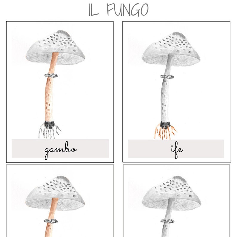 Montessori Mushroom Nomenclature Cards Mushroom Flash - Etsy UK