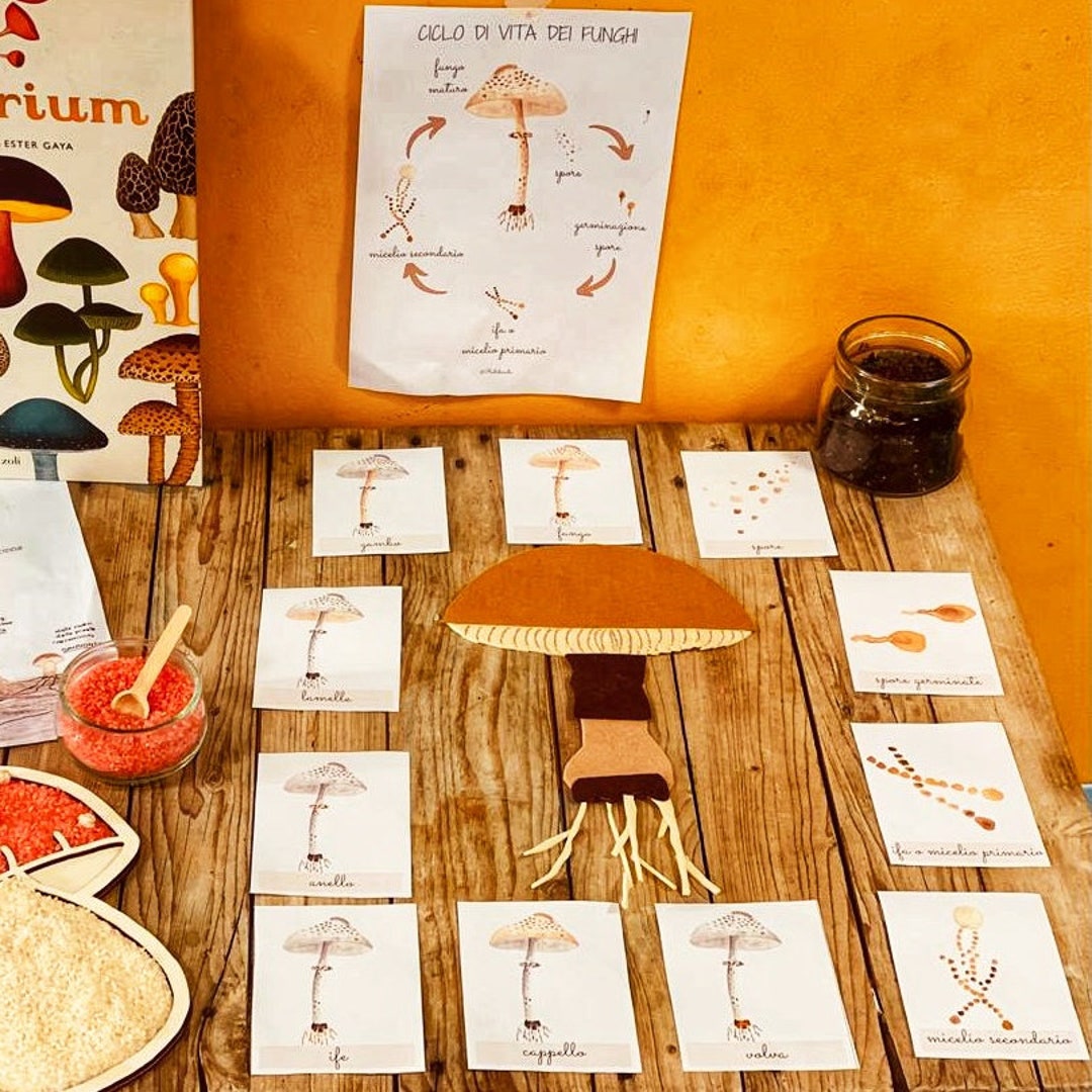 Montessori Type Mushroom Nomenclature Cards, Flash Mushrooms, Digital ...