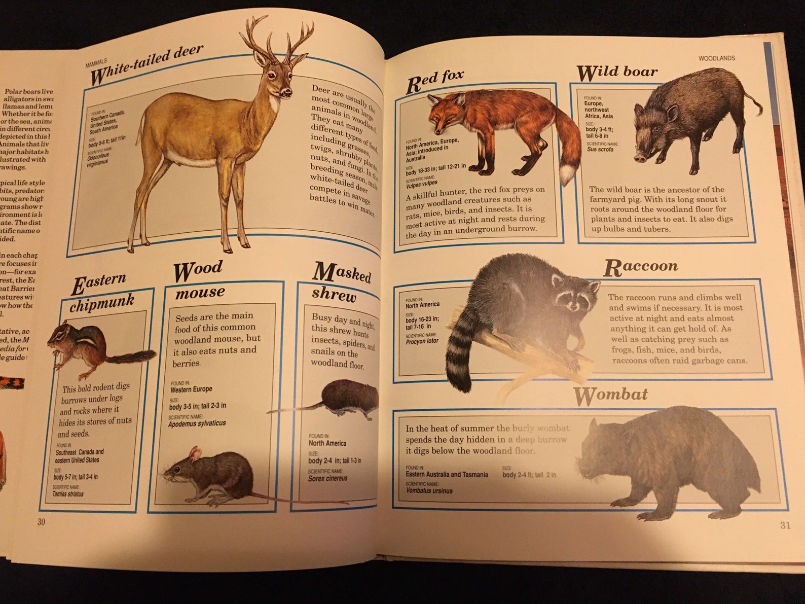 Animal Encyclopedia for Children by Roger Few Macmillan | Etsy
