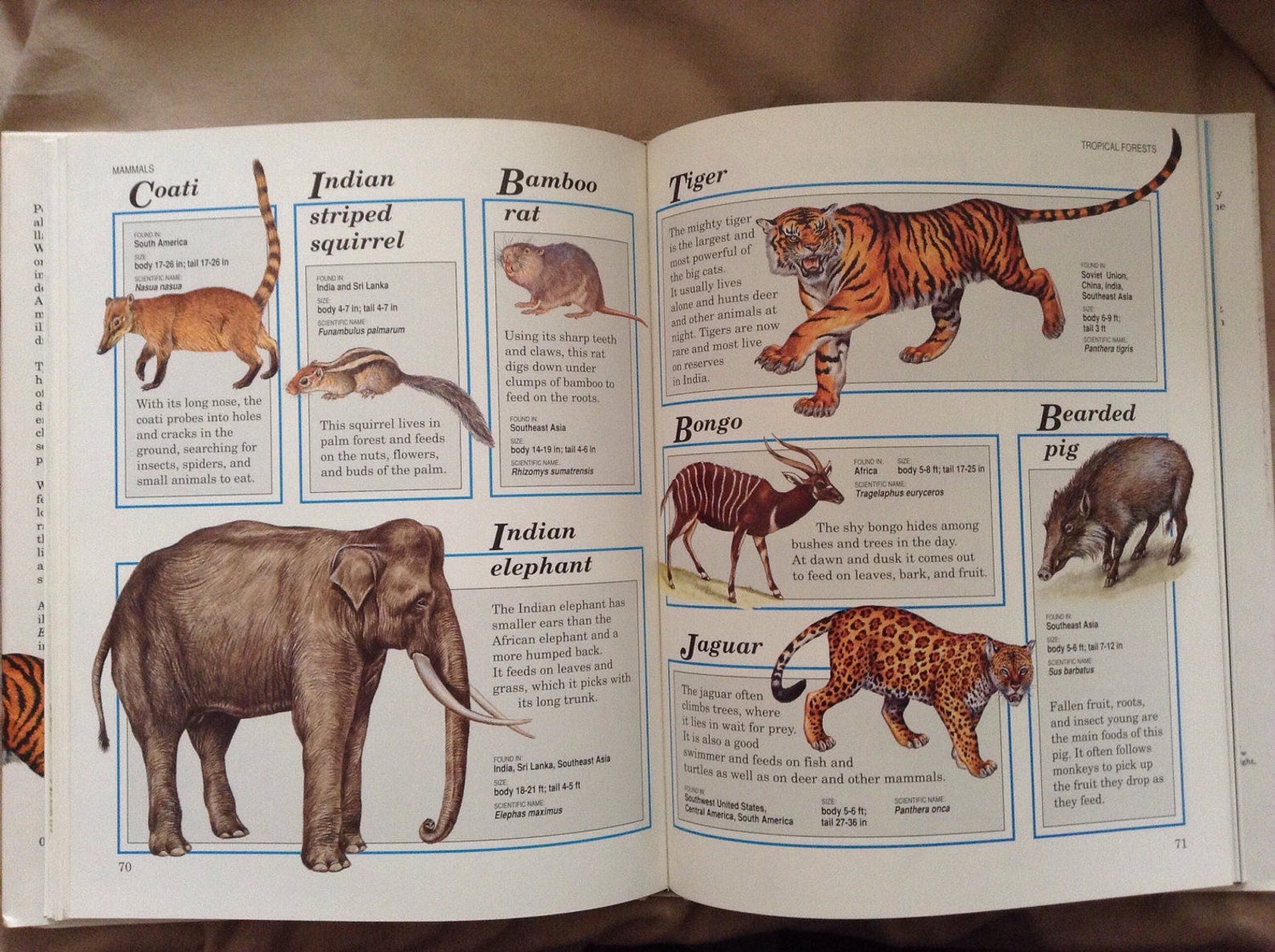 Animal Encyclopedia for Children by Roger Few Macmillan | Etsy Animal Encyclopedia for Children by Roger Few Macmillan | Etsy