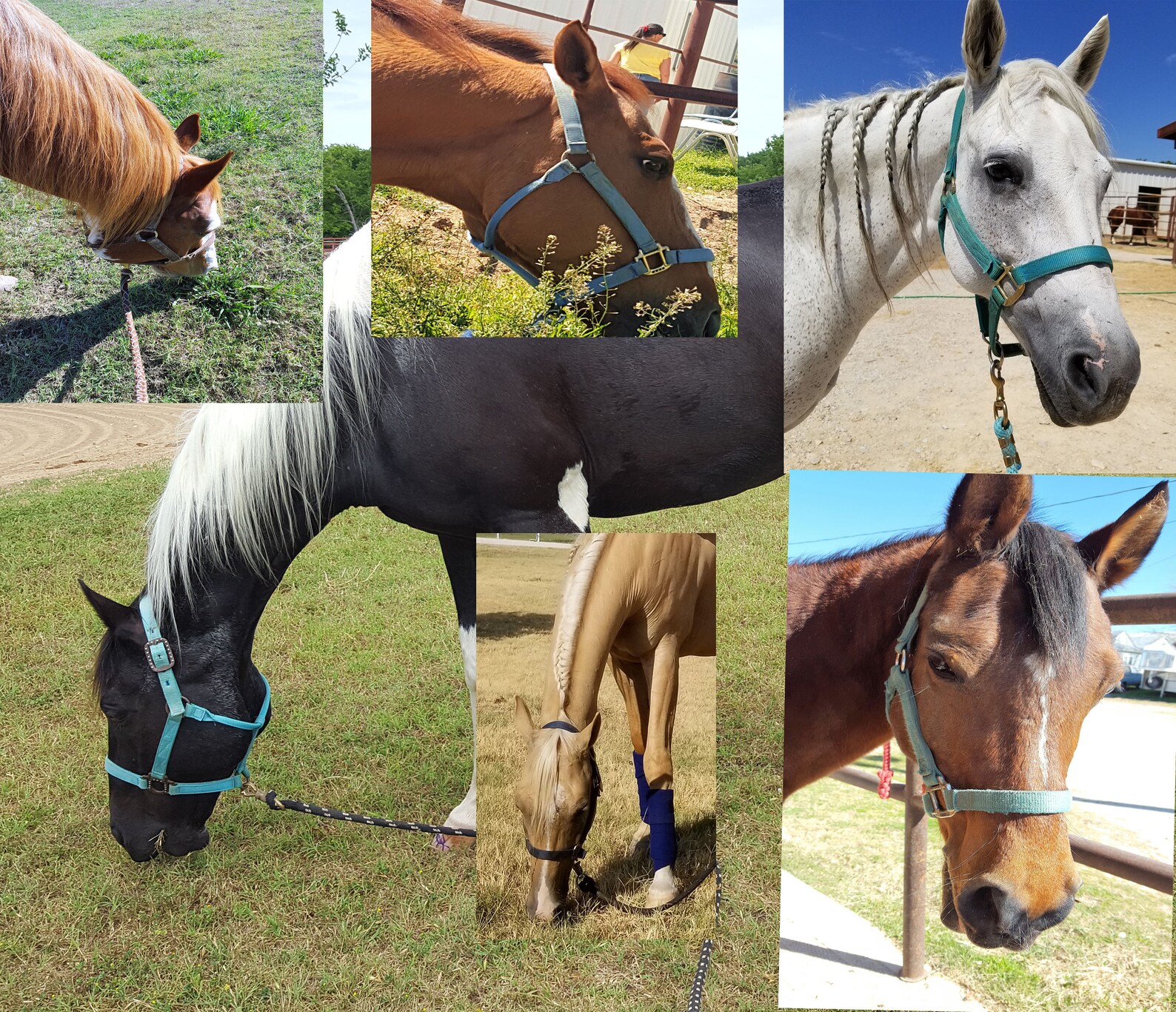 Sorrel Coats of Many Colors Hair Ribbons for Girls - Etsy