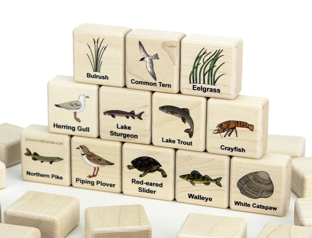 Great Lakes Marine Life Memory Game | 24 Solid Maple Wood Blocks ...