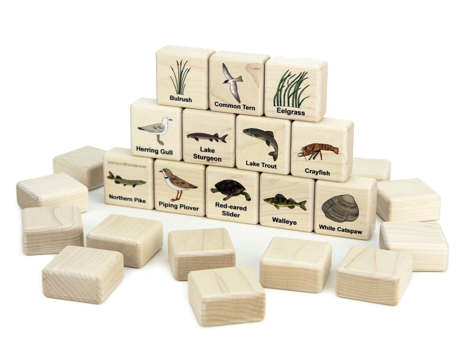 Great Lakes Marine Life Memory Game | 24 Solid Maple Wood Blocks ...