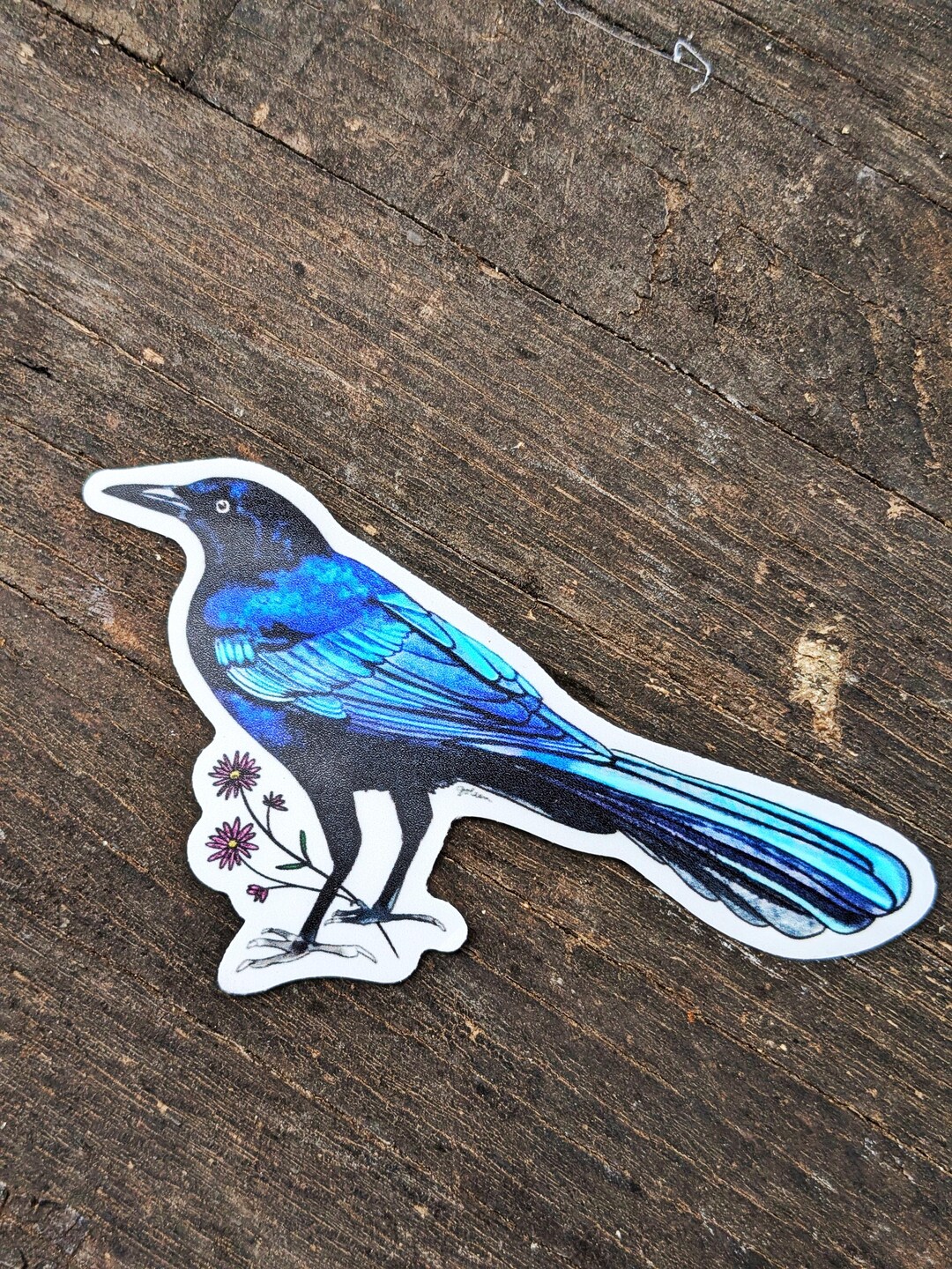 Cute Sticker, Grackle Bird, Vinyl Decal Original Art for Indoor Outdoor ...