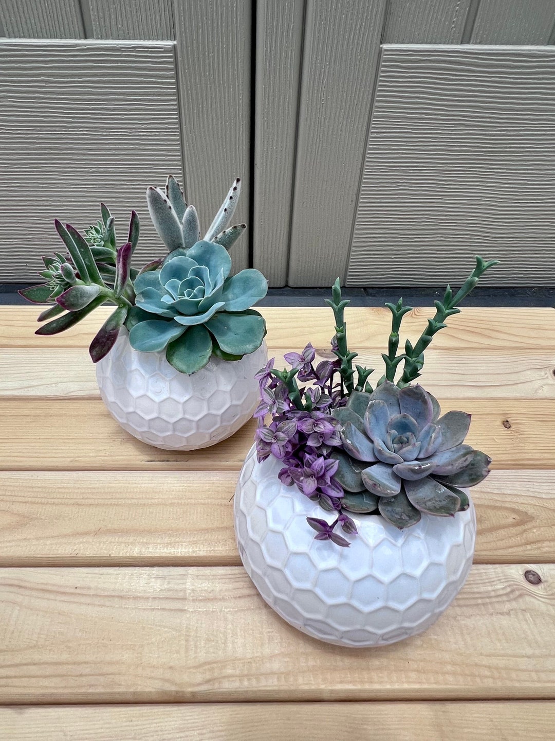 TWO Mini Succulent Arrangements - Etsy