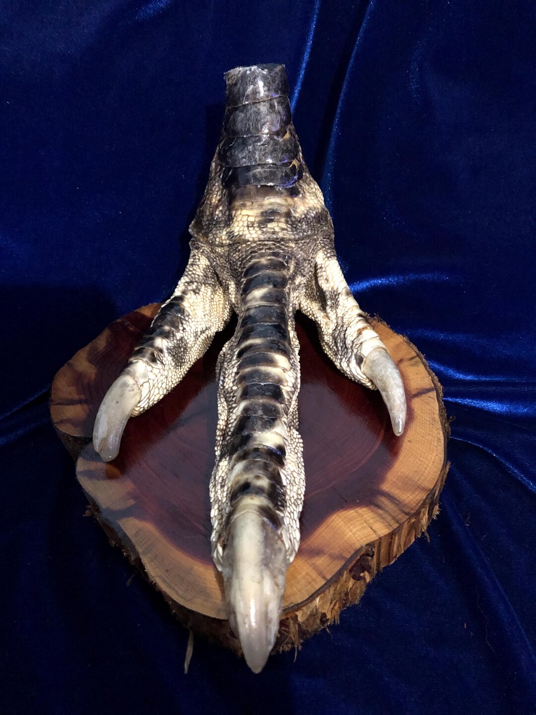 Emu Foot Display - Etsy