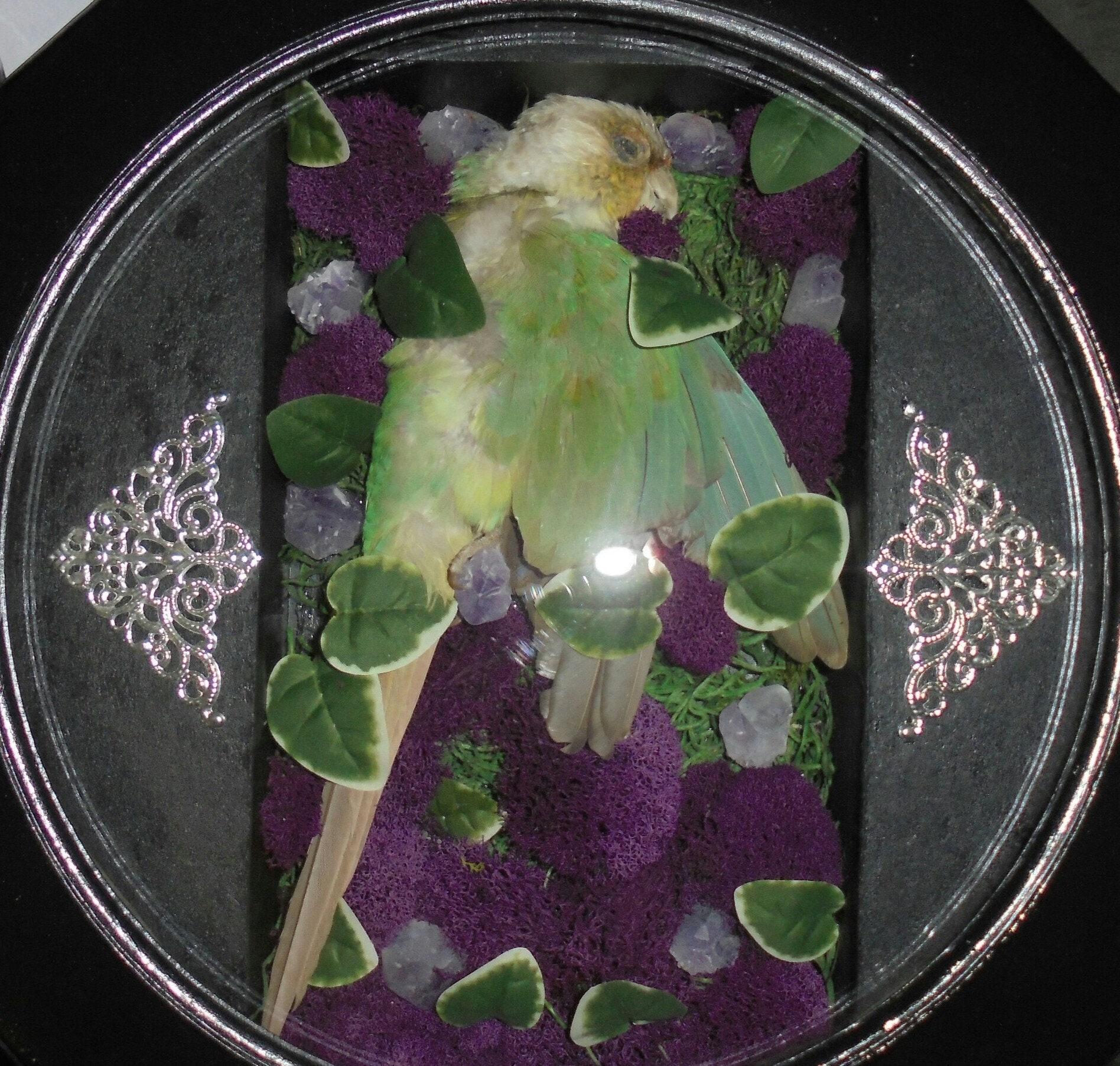 Sleeping Conure Shadow Box - Etsy