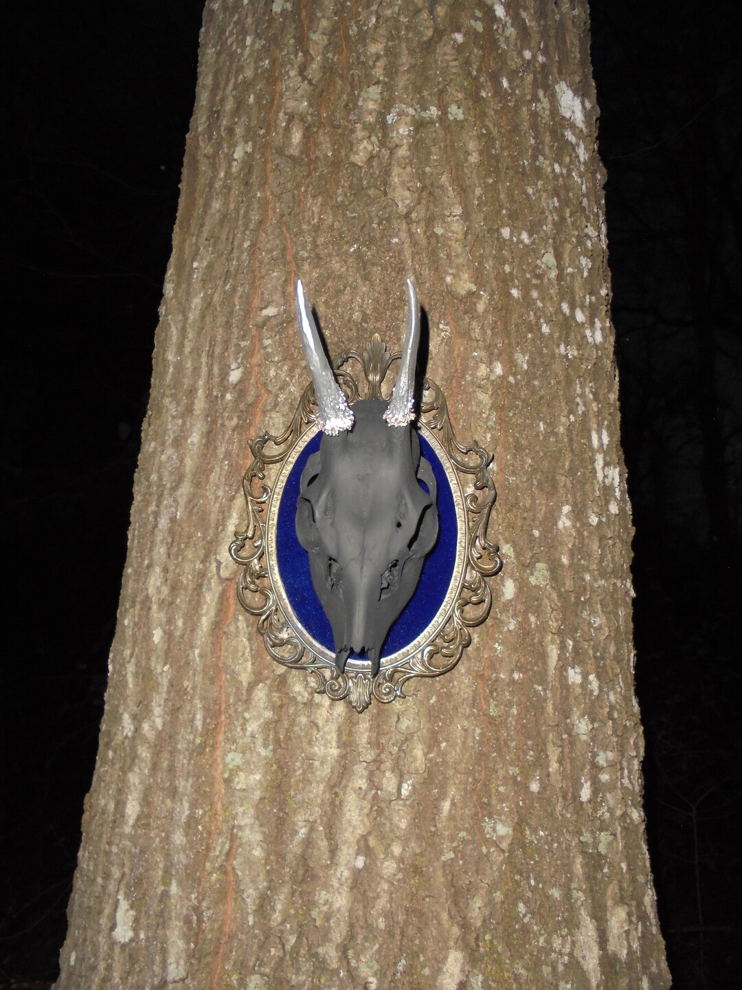 Roe Deer Skull Mount - Etsy