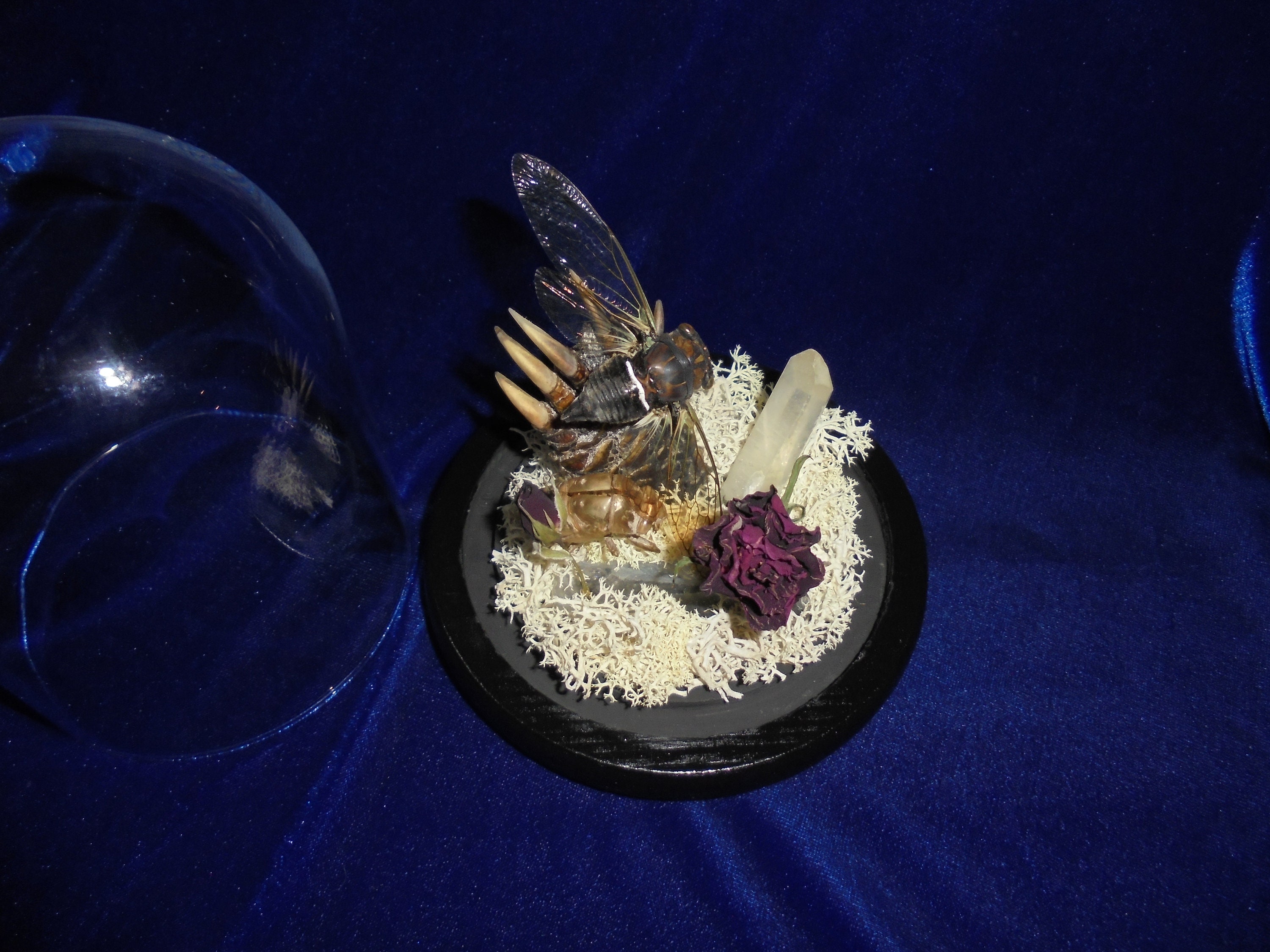 Snapping Turtle Claw Cloche - Etsy