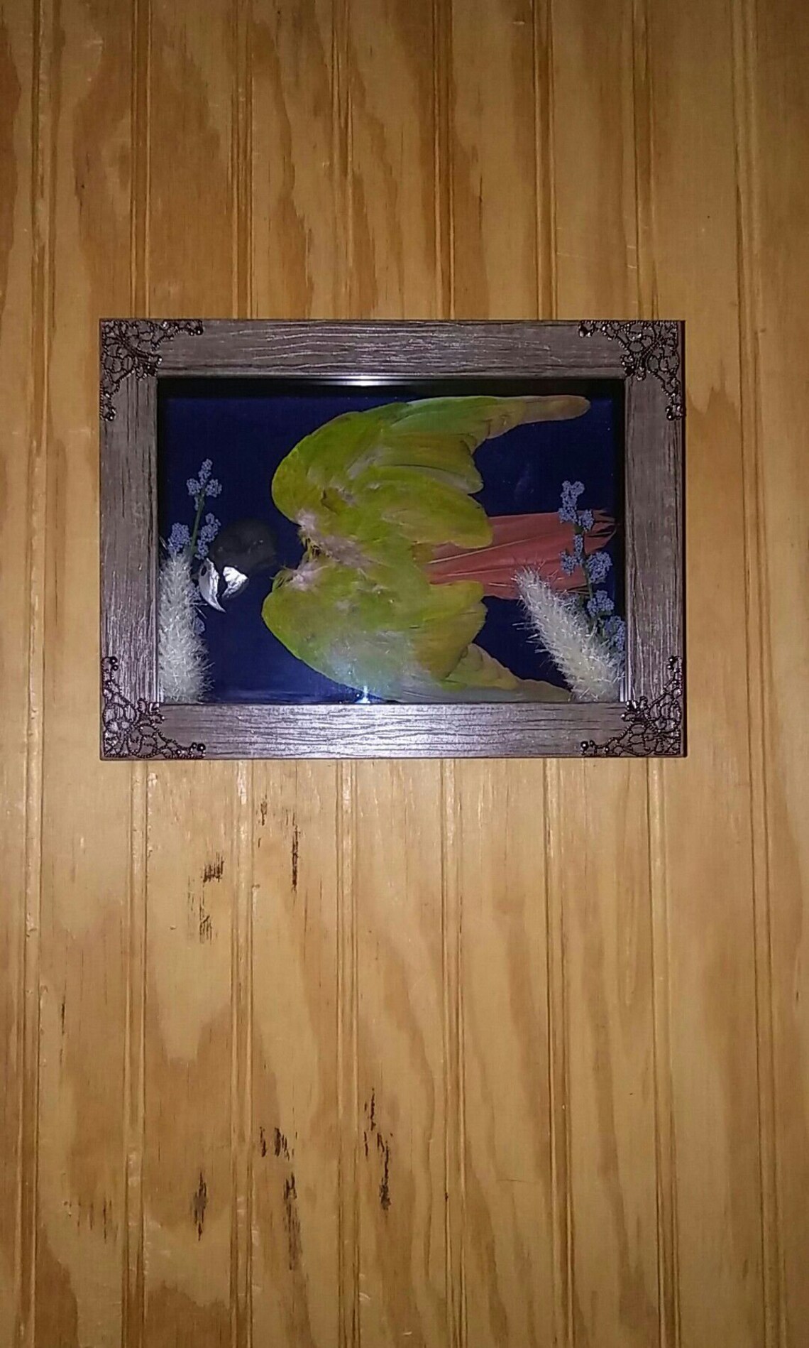 Pinapple Green Cheeked Conure Shadow Box - Etsy