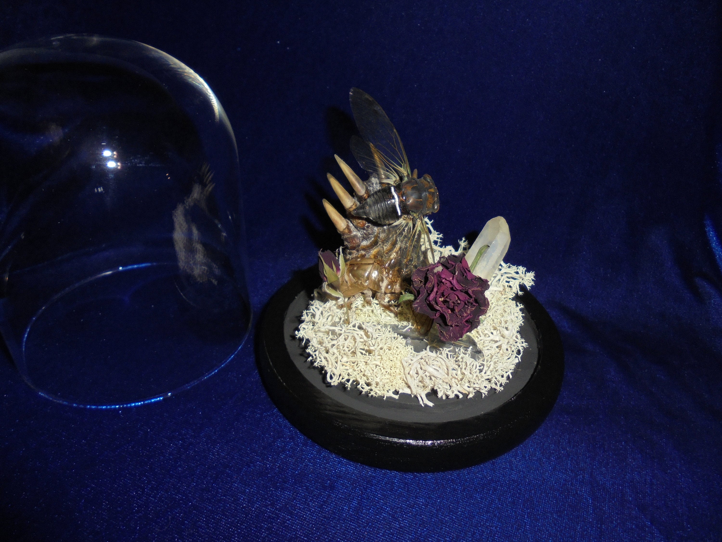 Snapping Turtle Claw Cloche - Etsy