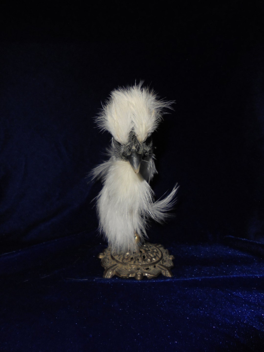 Mummified Asian Silky Chicken Head - Etsy