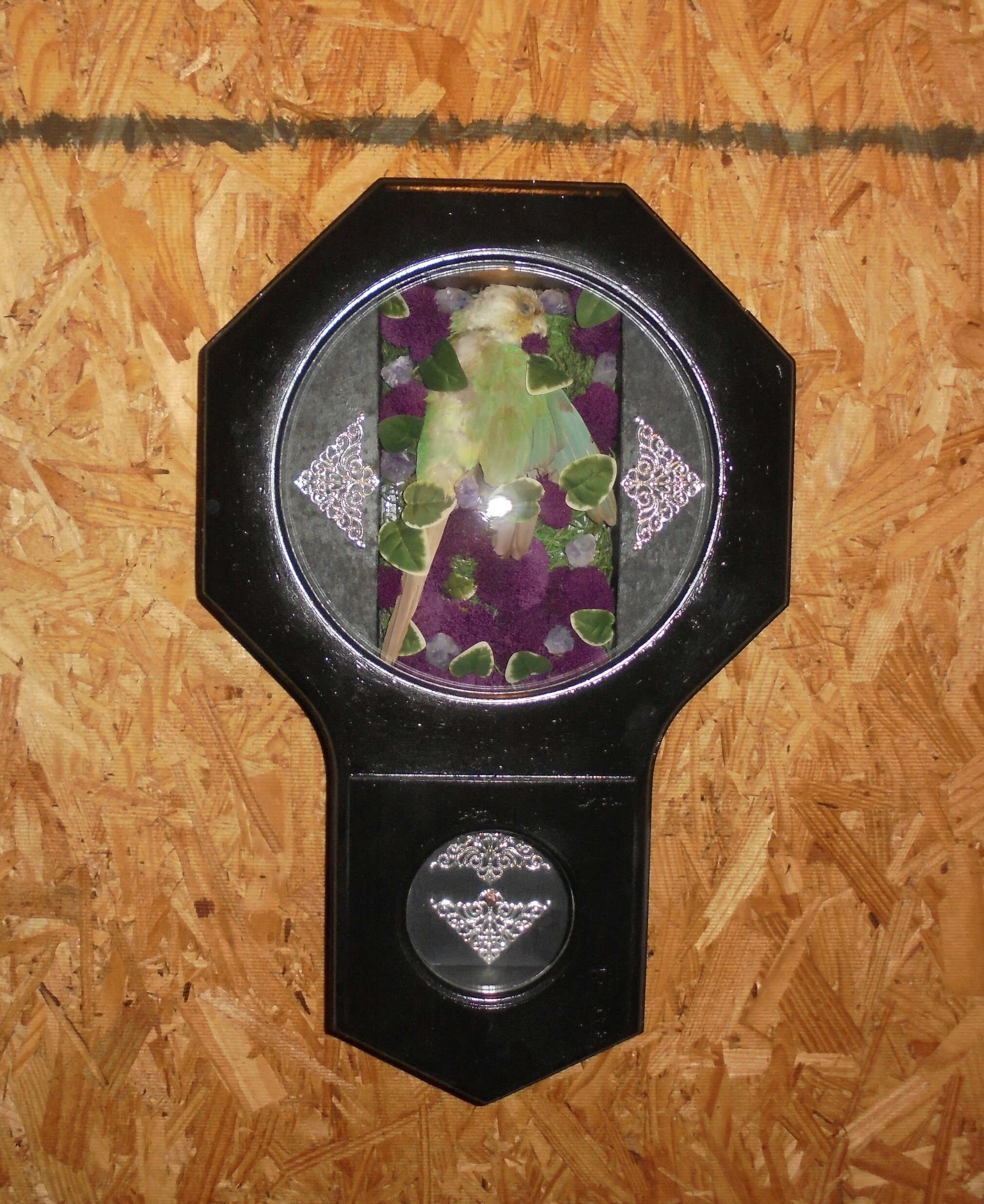Sleeping Conure Shadow Box - Etsy