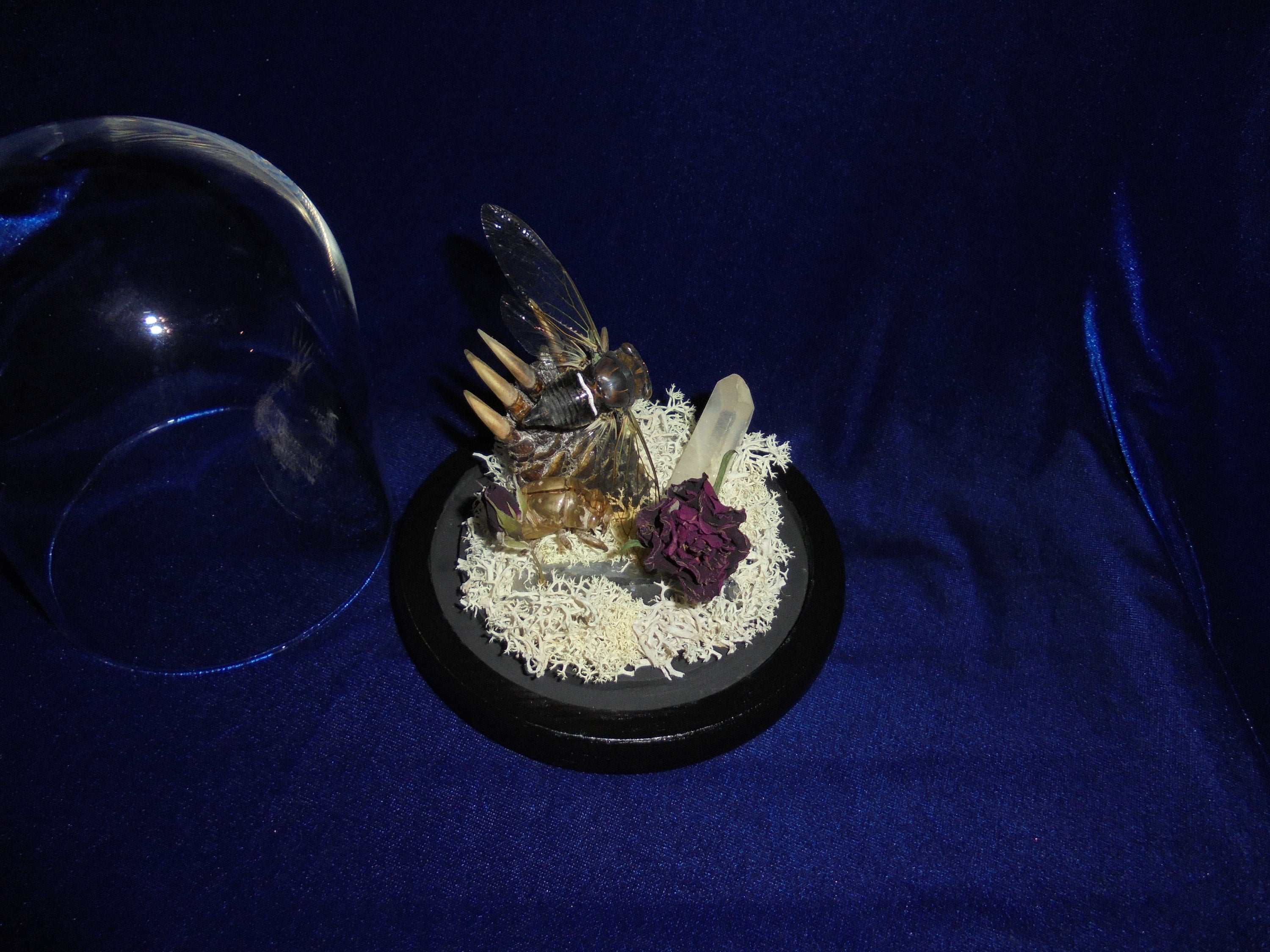 Snapping Turtle Claw Cloche - Etsy