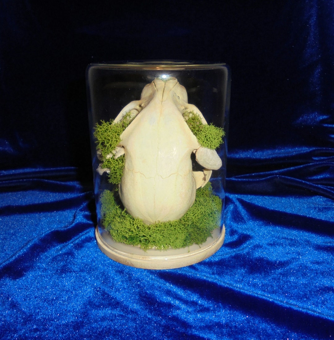 Bobcat Skull - Etsy
