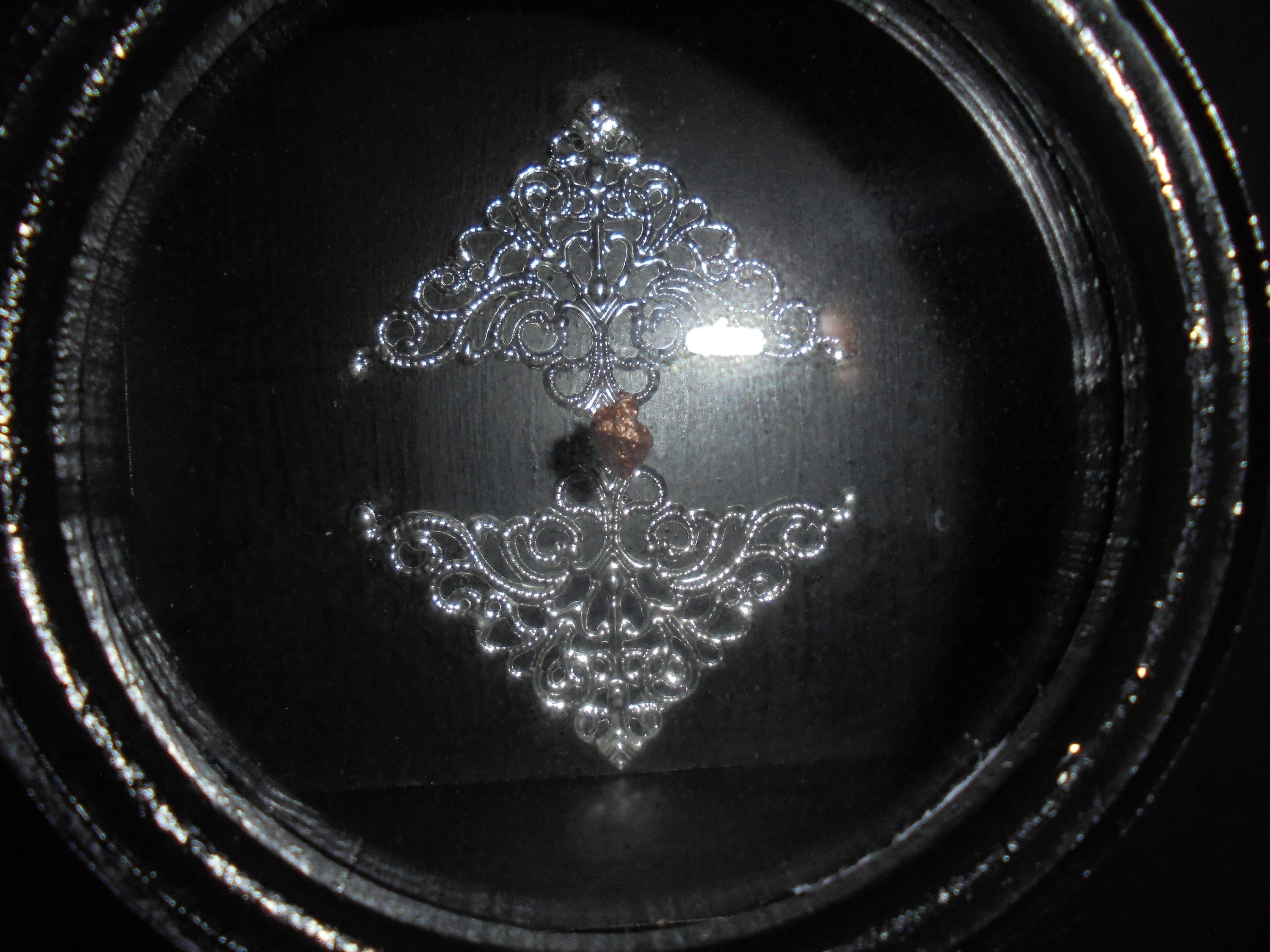 Sleeping Conure Shadow Box - Etsy