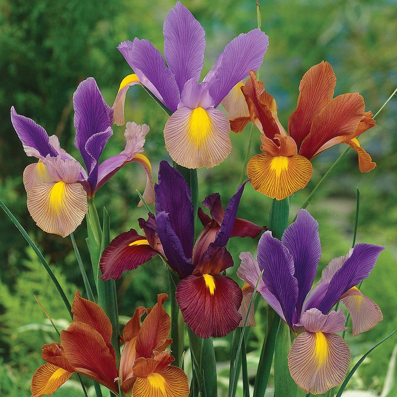 15 Dutch Iris Bi-Color Bulb Mix Bronze QueenOriental | Etsy