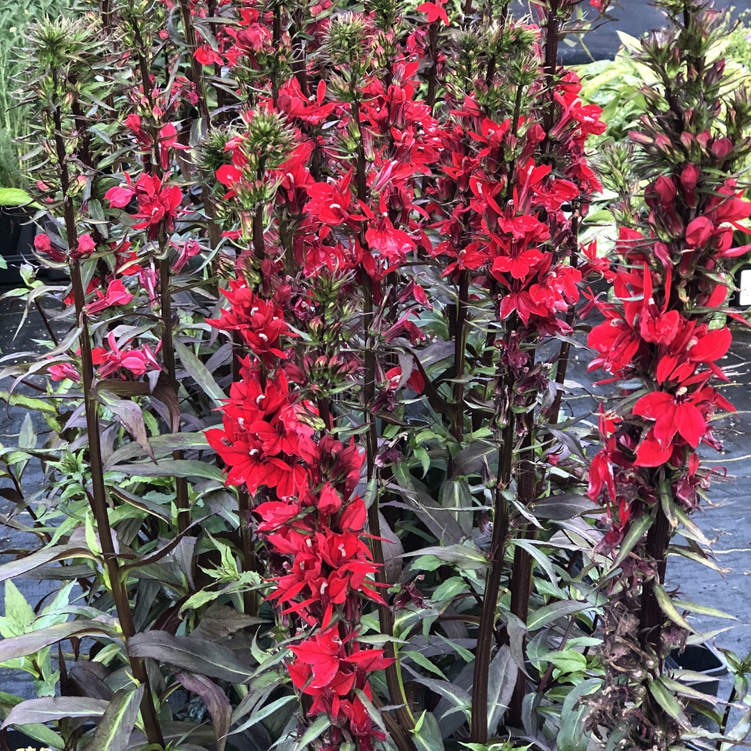 5 Cardinal Flower Lobelia Cardinalis Koi Pond / Bog / Marsh / Water ...