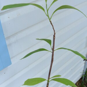 1 'saucer' Magnolia Seedling/sapling Flowering ~ Bush ~ Tree - Etsy