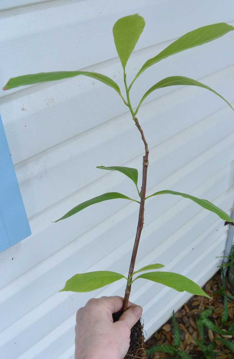 1 Saucer Magnolia Seedling/sapling Flowering Bush Tree - Etsy