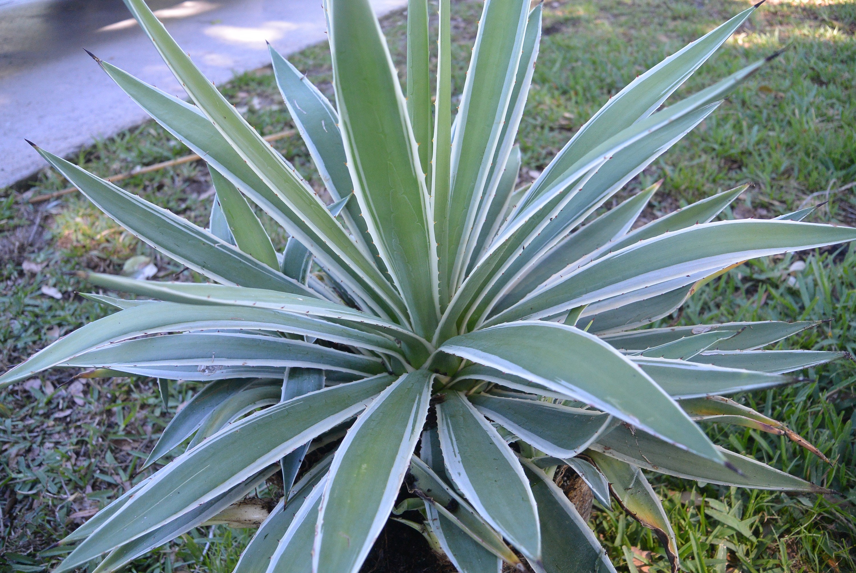 1 Variegated Agave Plant Baby/pup - Etsy
