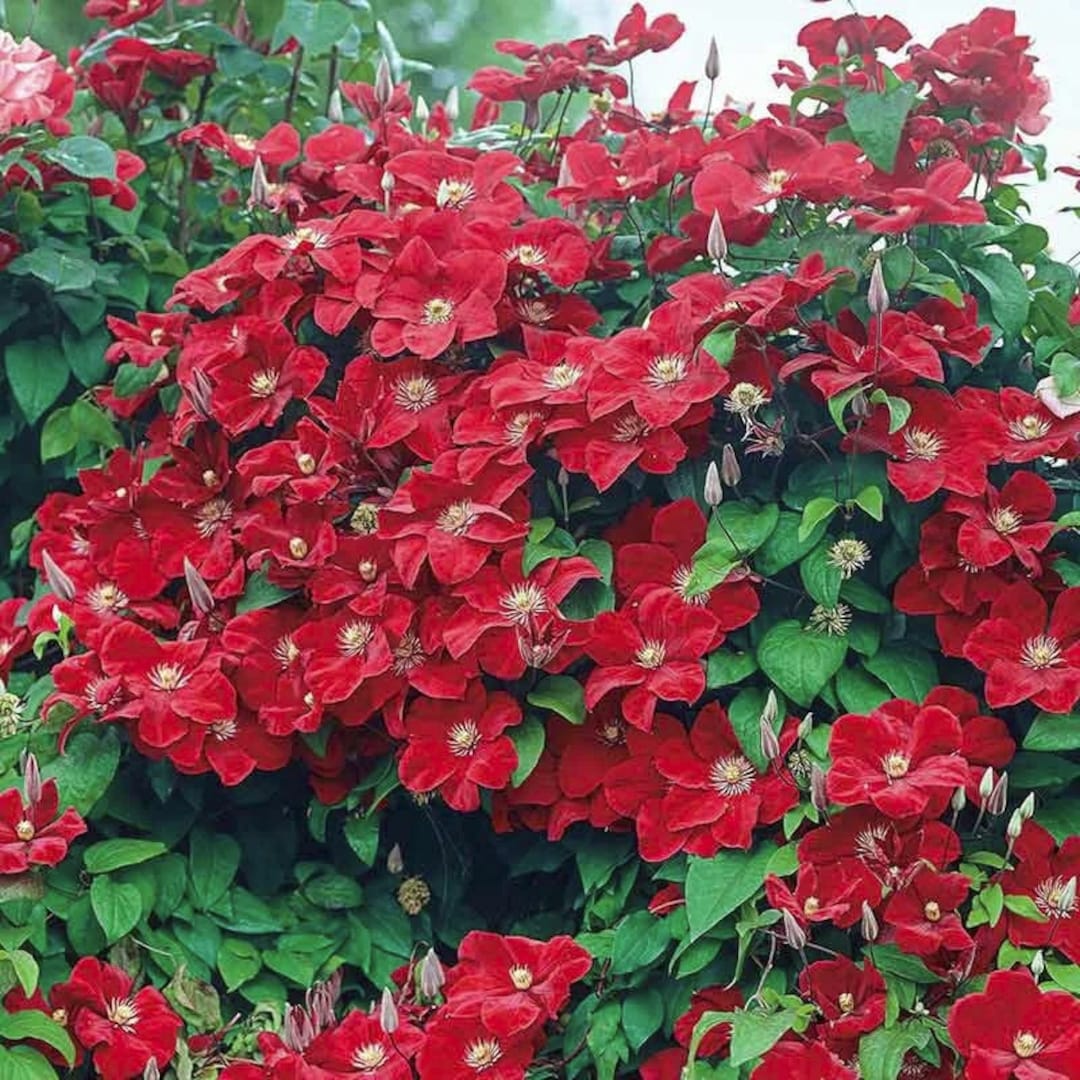 1 'rogue Cardinal' Red Clematis STARTER PLANT Hardy Climbing Flowering ...