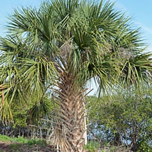 1 Young Florida Palm Tree Baby/starter/sapling Tree Wild Assorted ...