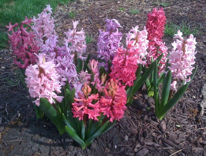 3 Highly Fragrant Mixed Color Hyacinth Bulbs **pre-chilled - Etsy