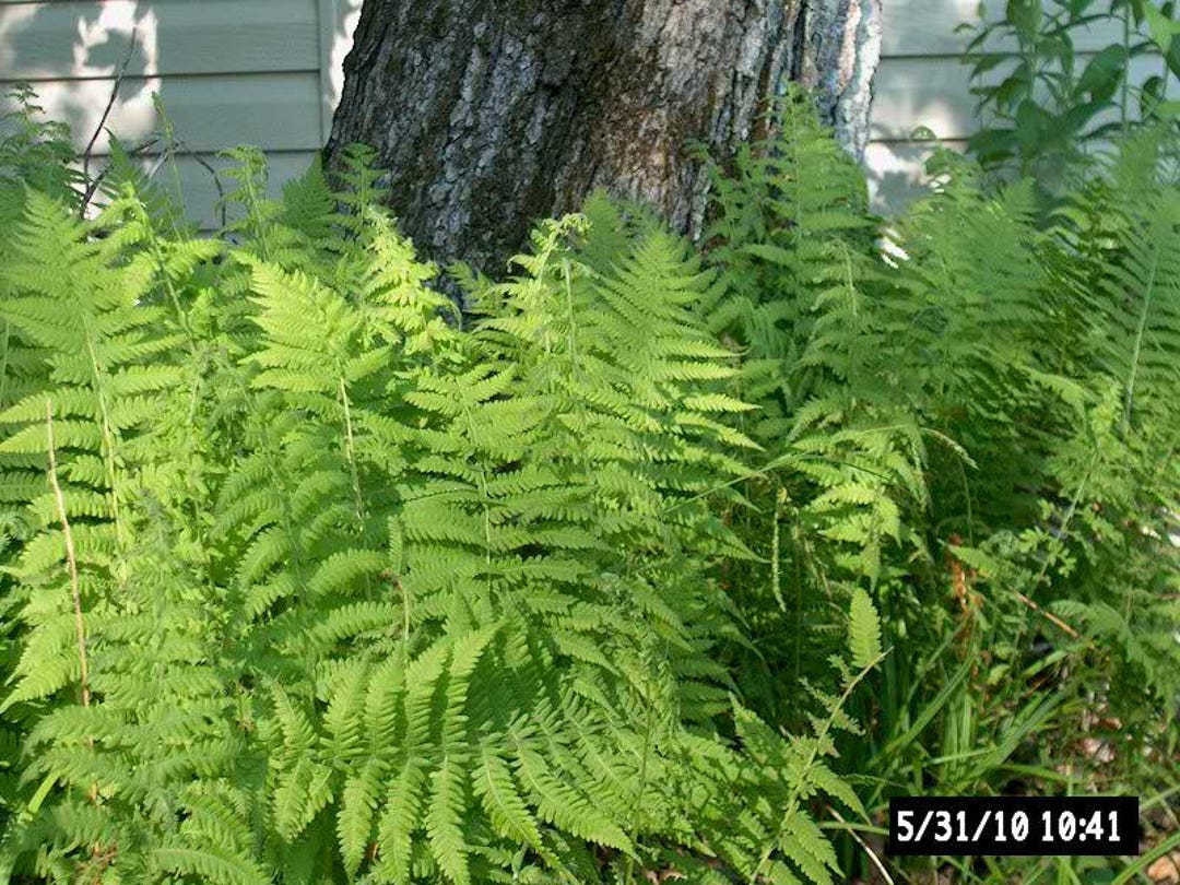 8 Woodland Fern ~small/mini-border~ Sun or Shade ~ground Cover ...