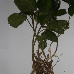 10 Allegheny Spurge Plants: Native Evergreen Ground Cover - Etsy