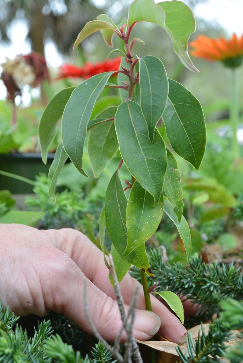 3 Camphor Laurel tree Sapling LIVE PLANT SEEDLING | Etsy