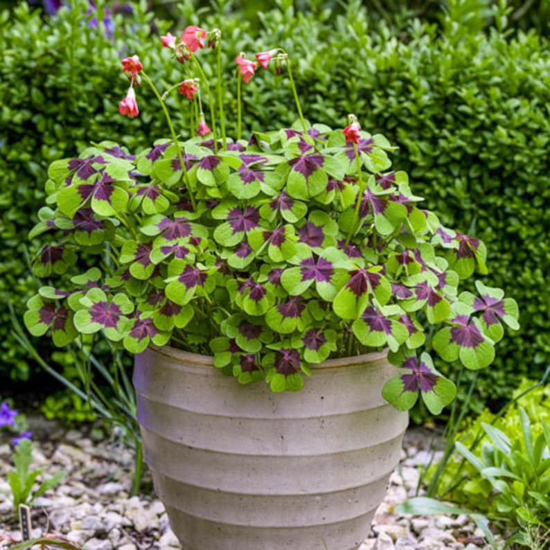 5 'iron Cross' Oxalis SHAMROCK Bulbs- Four Leaf Clover, Hardy Zones 7 ...