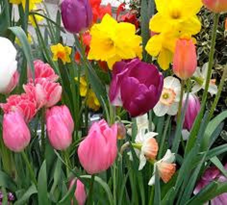 Mixed Tulip and Daffodil 20 Bulb Collection fall Planting | Etsy