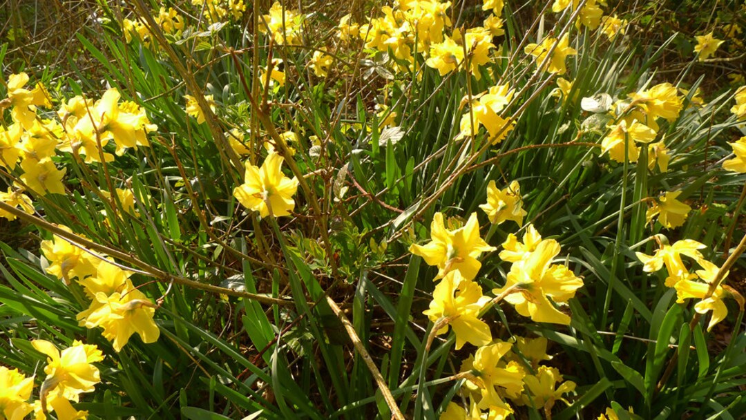 10 Old Fashion Yellow Daffodil Bulbs~woodland Gardens ~naturalize ...