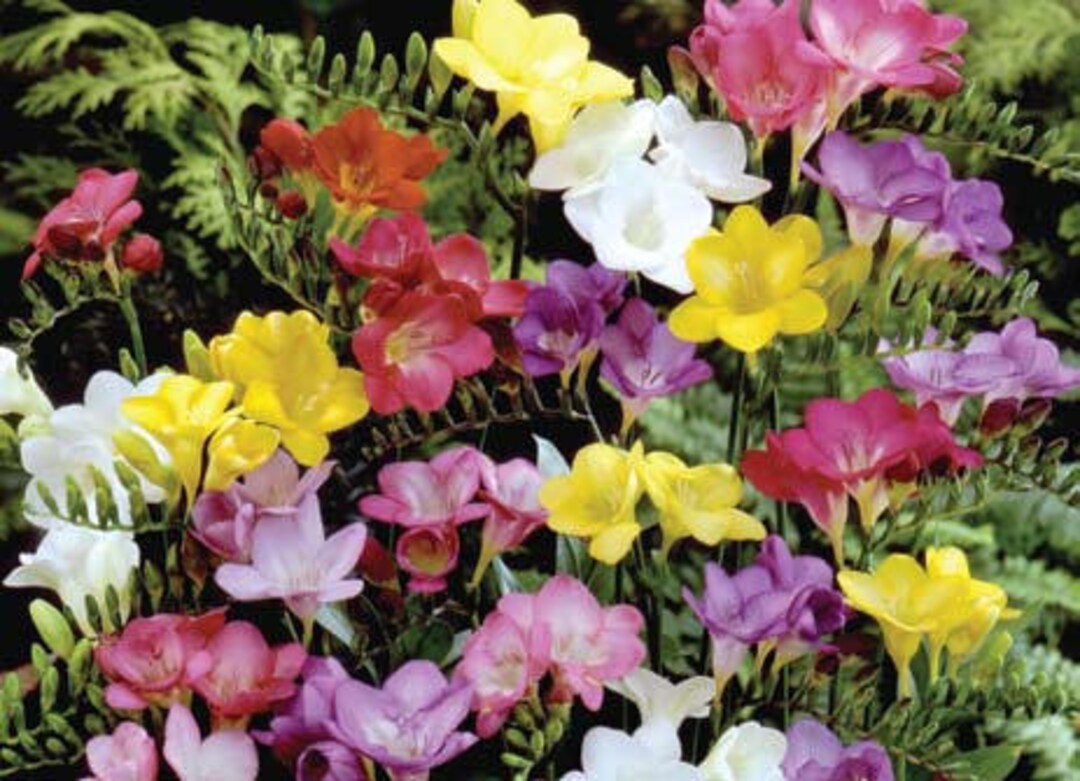 15 Freesia Bulbs Single Mix Mixed BRIGHT Color Collection Bulbs VERY ...
