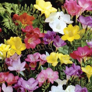 15 Freesia Bulbs Single Mix Mixed BRIGHT Color Collection Bulbs VERY ...