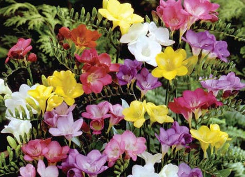 15 Freesia Bulbs Single Mix Mixed BRIGHT Color Collection - Etsy