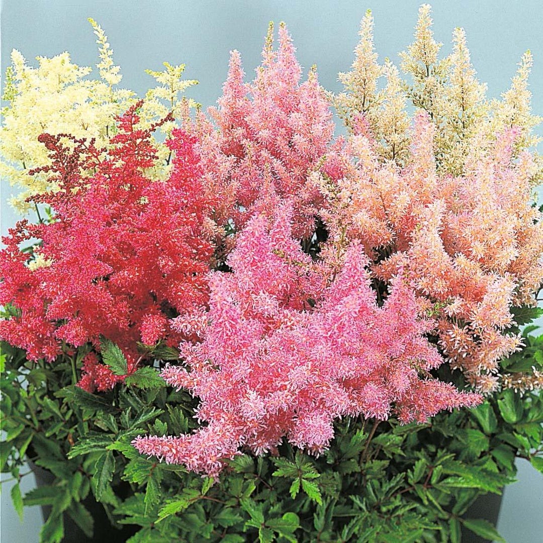 3 Ast MIXED COLOR Astilbe Winter Hardy Perennial~bare-root Division - Etsy