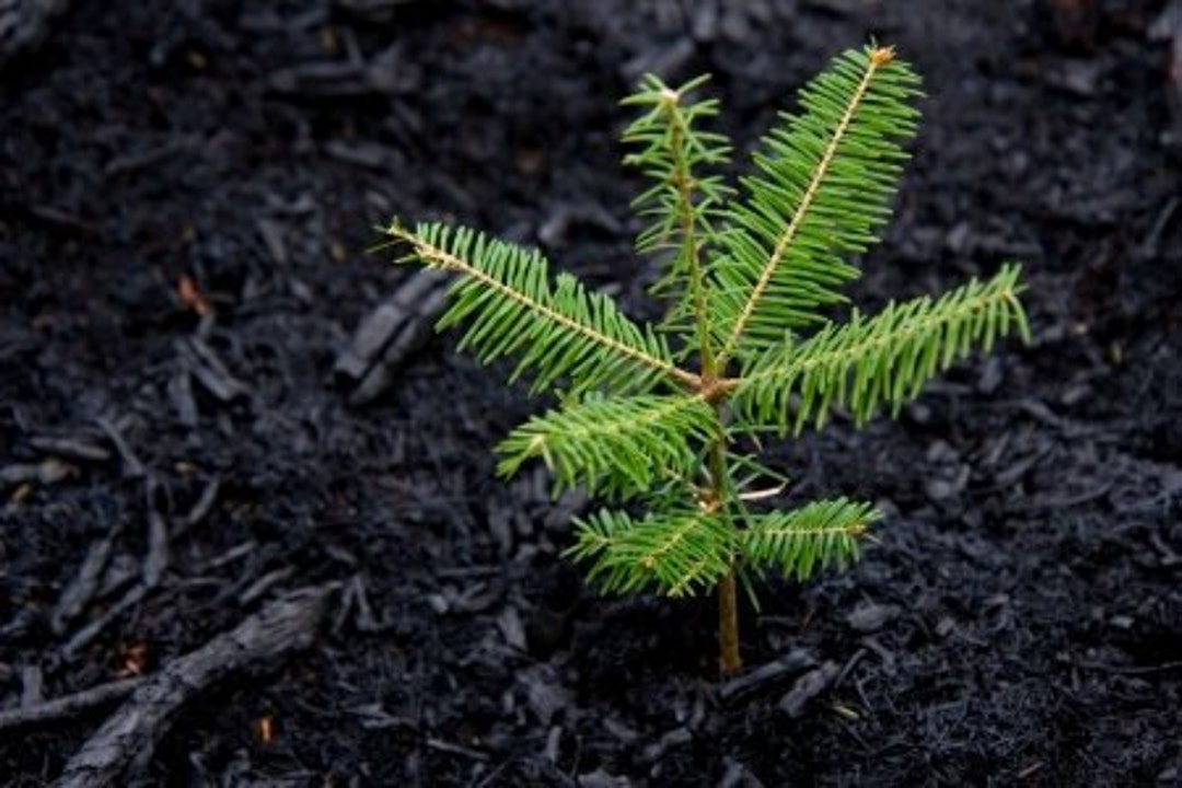 1 Woodland Pine Baby/starter/seedling Tree Wild Assorted Varieties 818 ...