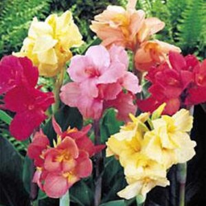 2 Canna Lily Mixed Color Fancy Collection LARGE PREMIUM Roots Easy to ...