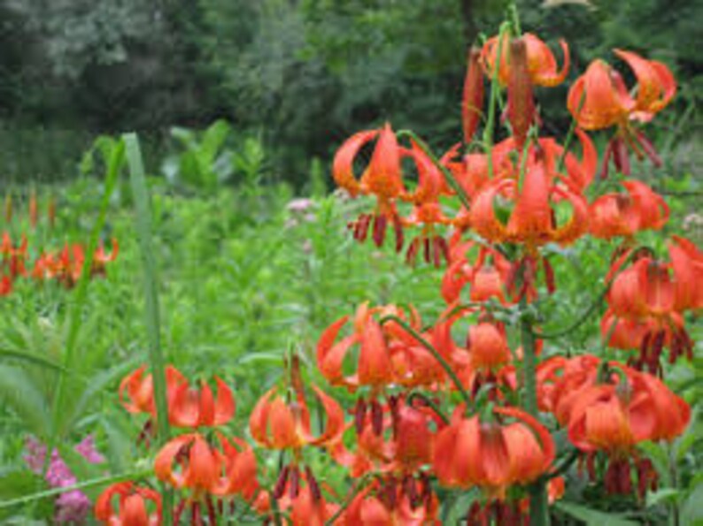 5 Turk's-cap Lily Lilium Superbum Bulb/tuber Woodland Wildflower ...