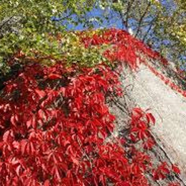 Virginia Creeper - Etsy