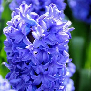 2 'delft Blue' Highly Fragrant Periwinkle Blue Hyacinth Bulbs ready for ...