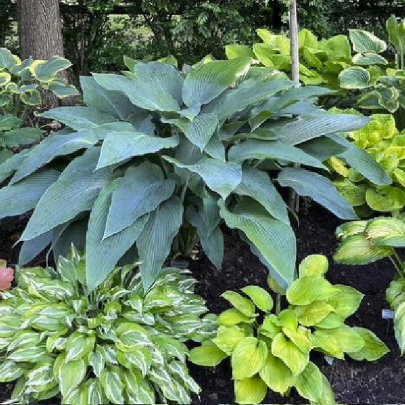Hosta Mixed - Etsy