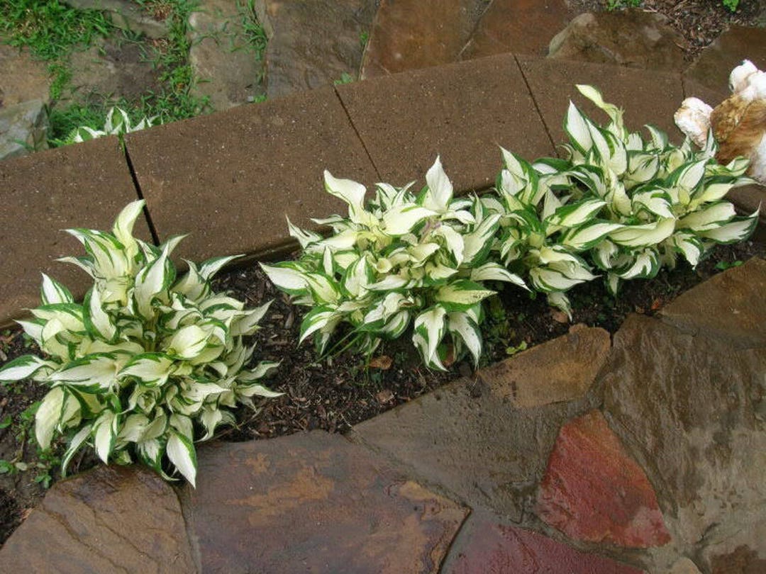 2 Fire and Ice Hosta Dormant Bare Root Divisions, Fragrant Shade Garden ...