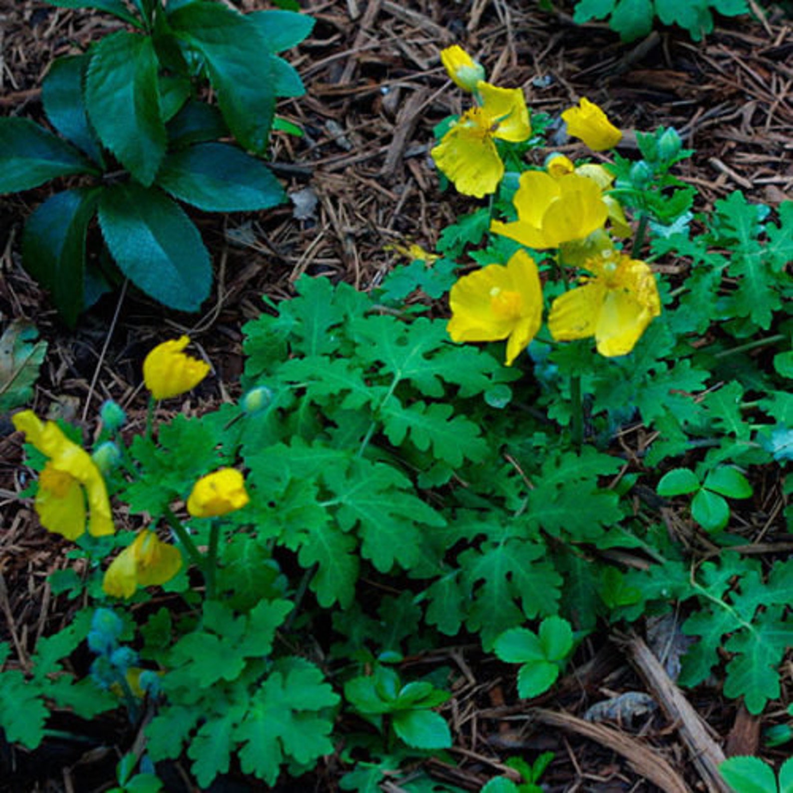 4 Yellow Woodland Poppy Celandine Stylophorum Diphyllum Woodland Marsh ...