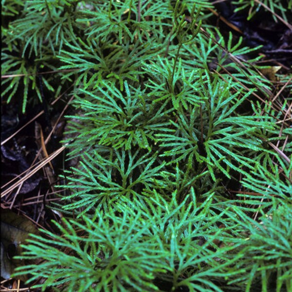 Evergreen Ground Cover - Etsy