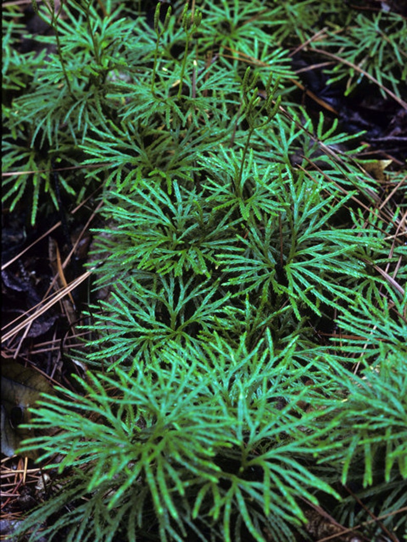 18 FAN CLUBMOSS Running Cedar Ground Pine Club Moss Low - Etsy