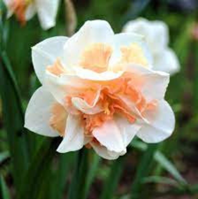 10 PINK Double Replete Daffodil pre Chilled for Indoor | Etsy